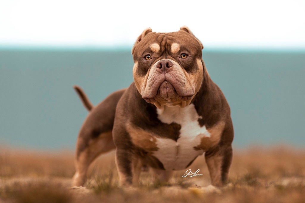 Bullylicious, American Bully & Exotic Bully Kennel - Rüden