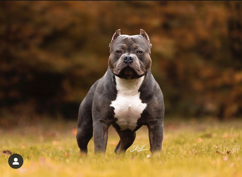 Bullylicious, American Bully & Exotic Bully Kennel - Rüden